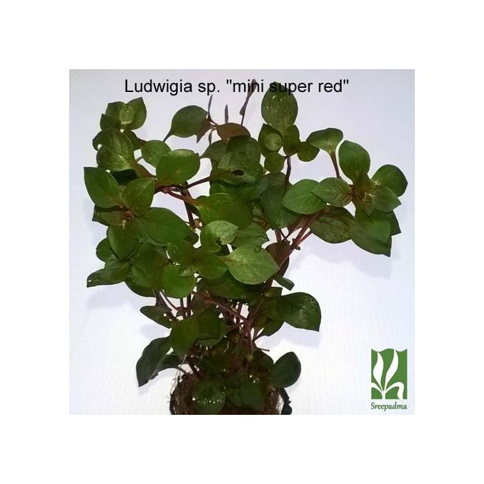 Ludwigia sp. 'mini super red' | Aquariums India